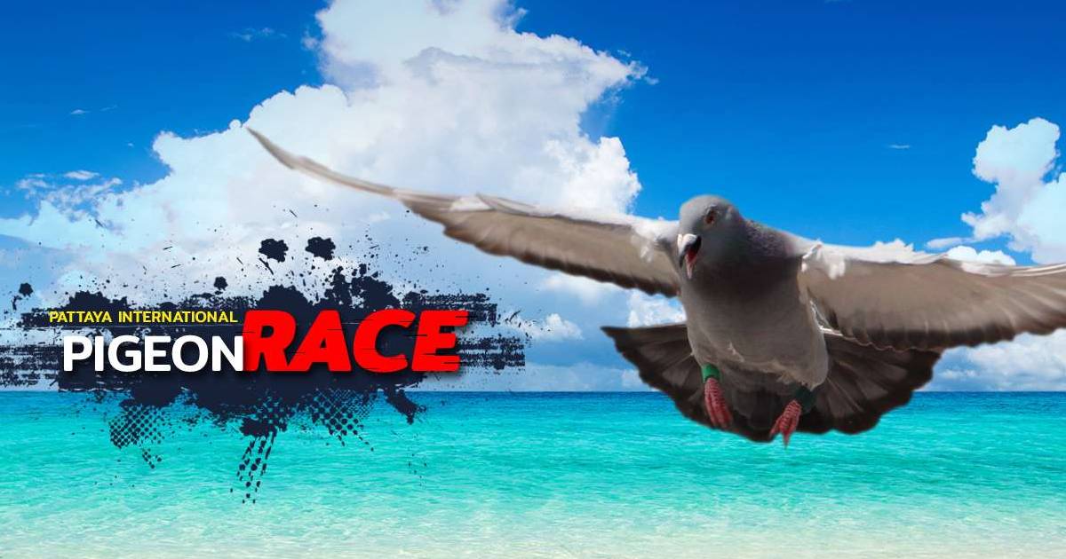 PATTAYA INTERNATIONAL PIGEON RACE